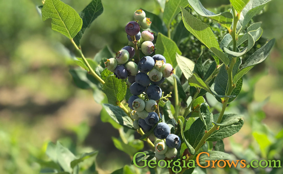 Blueberries – Georgia Grows