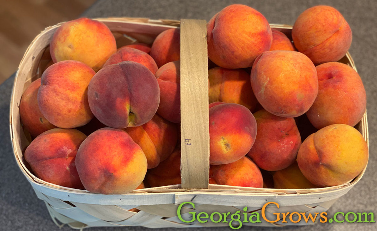 Peaches – Georgia Grows