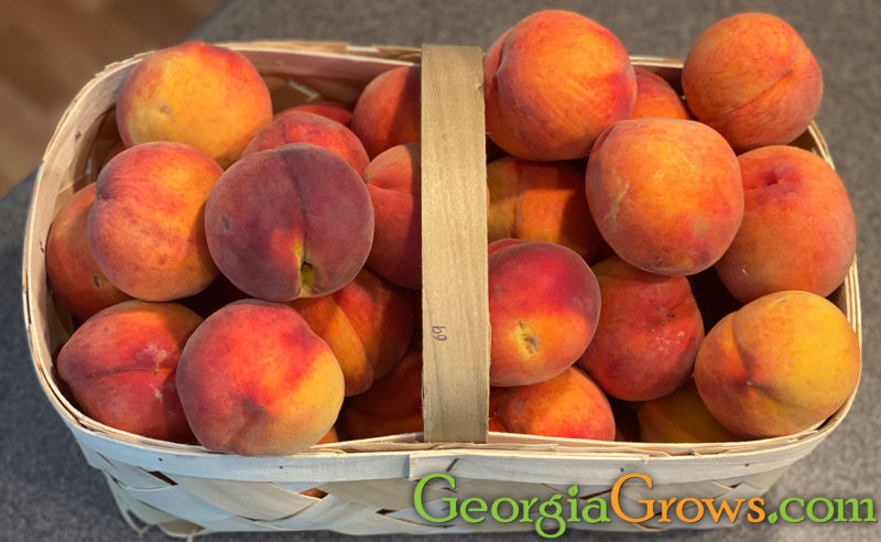 Peaches – Georgia Grows