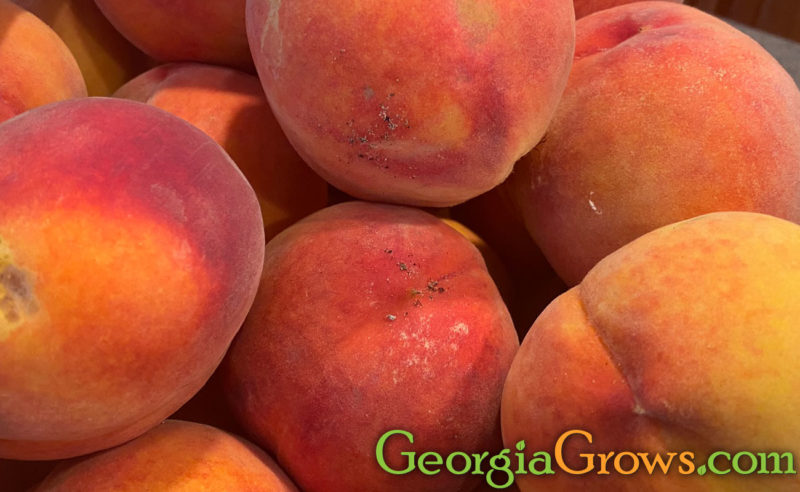 Peaches – Georgia Grows