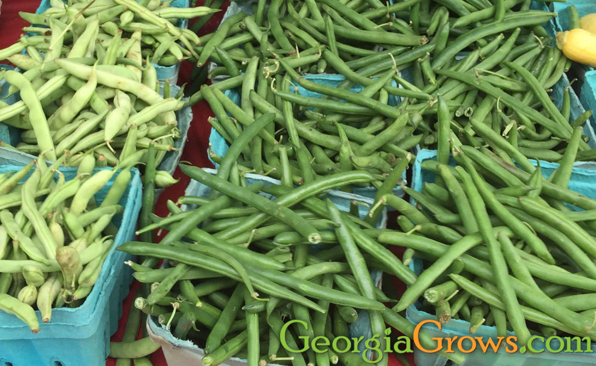 Snap Beans – Georgia Grows