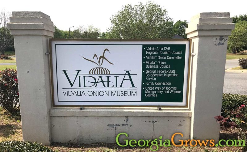 Vidalia Onions – Georgia Grows