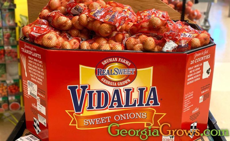 Vidalia Onions – Georgia Grows