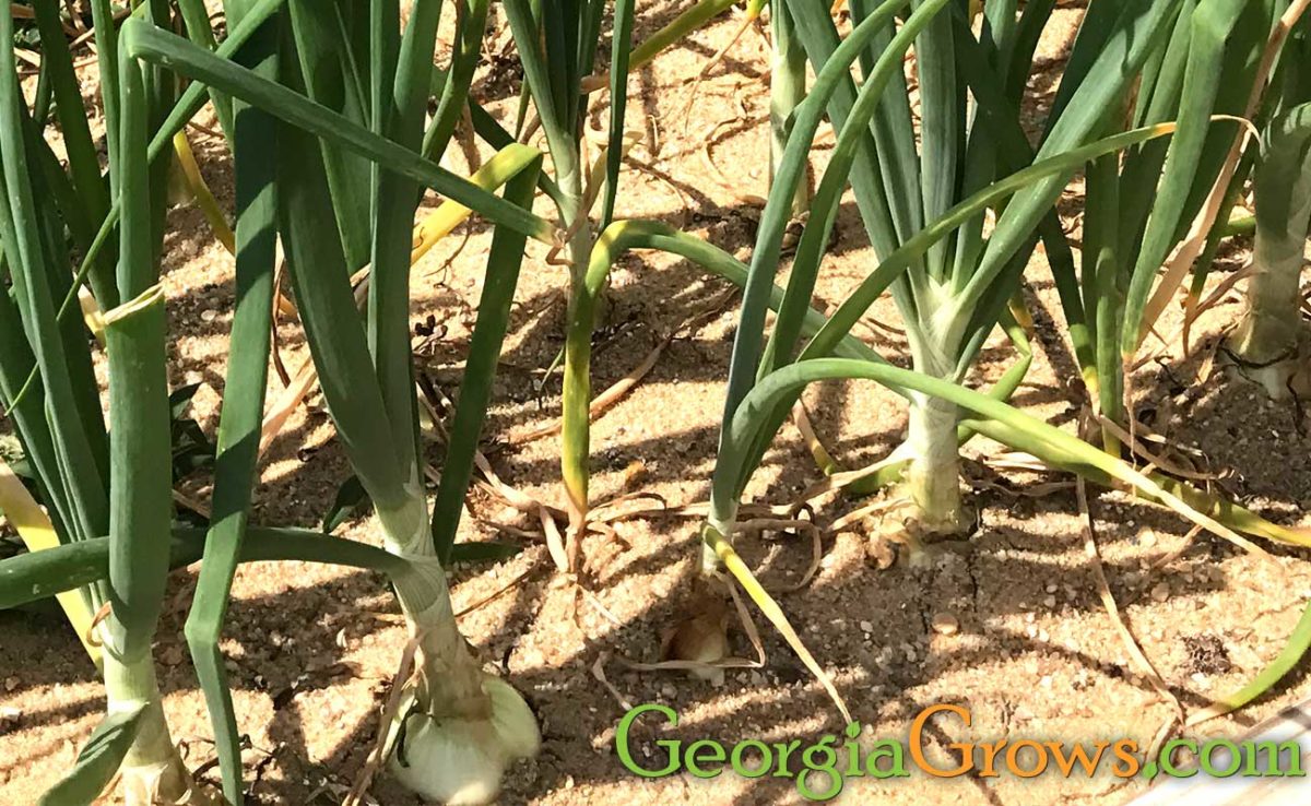 Vidalia Onions – Georgia Grows
